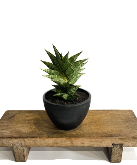 サンセベリア シンドロ「Sansevieria Sindro」6/1-662 | SHOUCH...