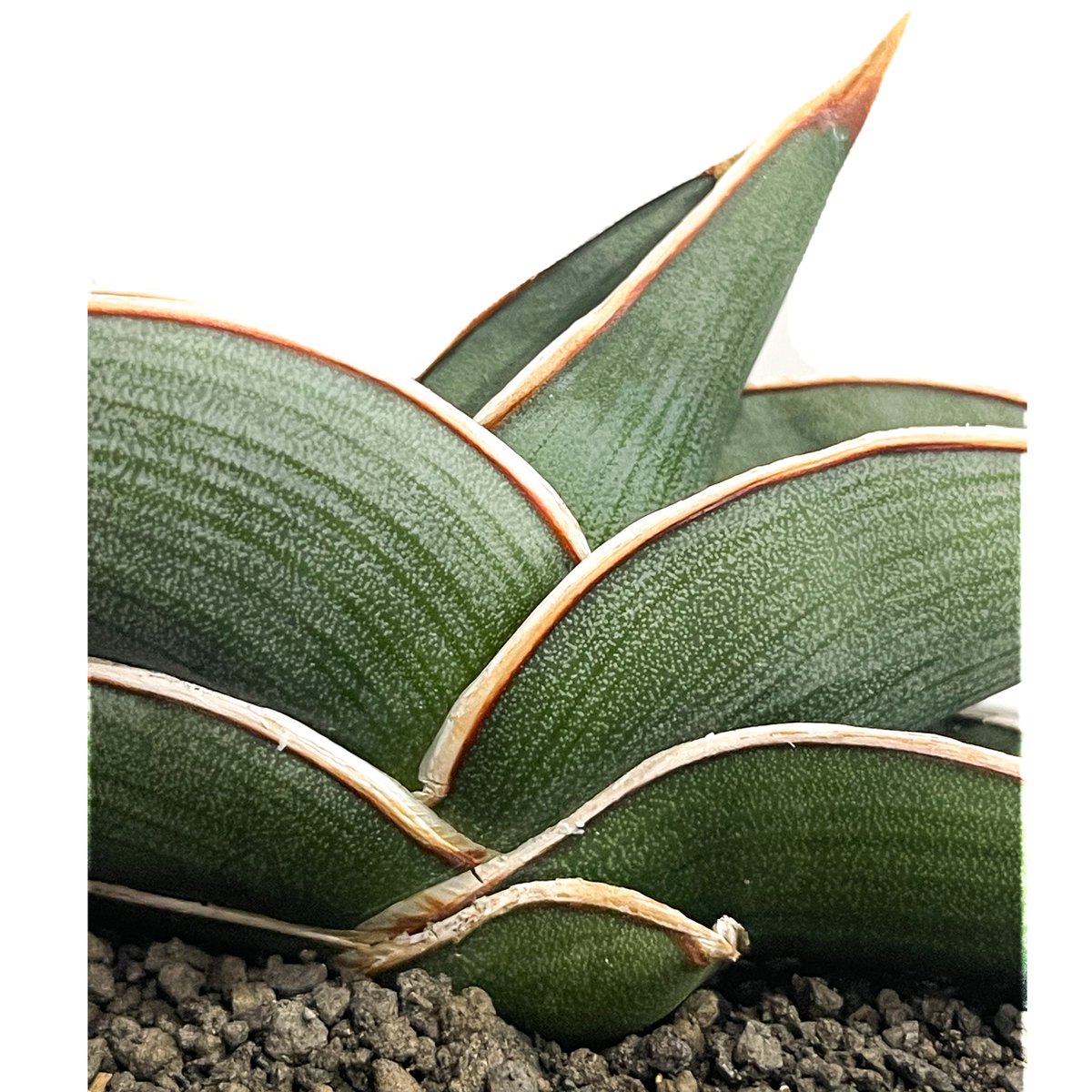 サンセベリア ロリダ 「Sansevieria rorida」50G-1 | SHOUCHI...