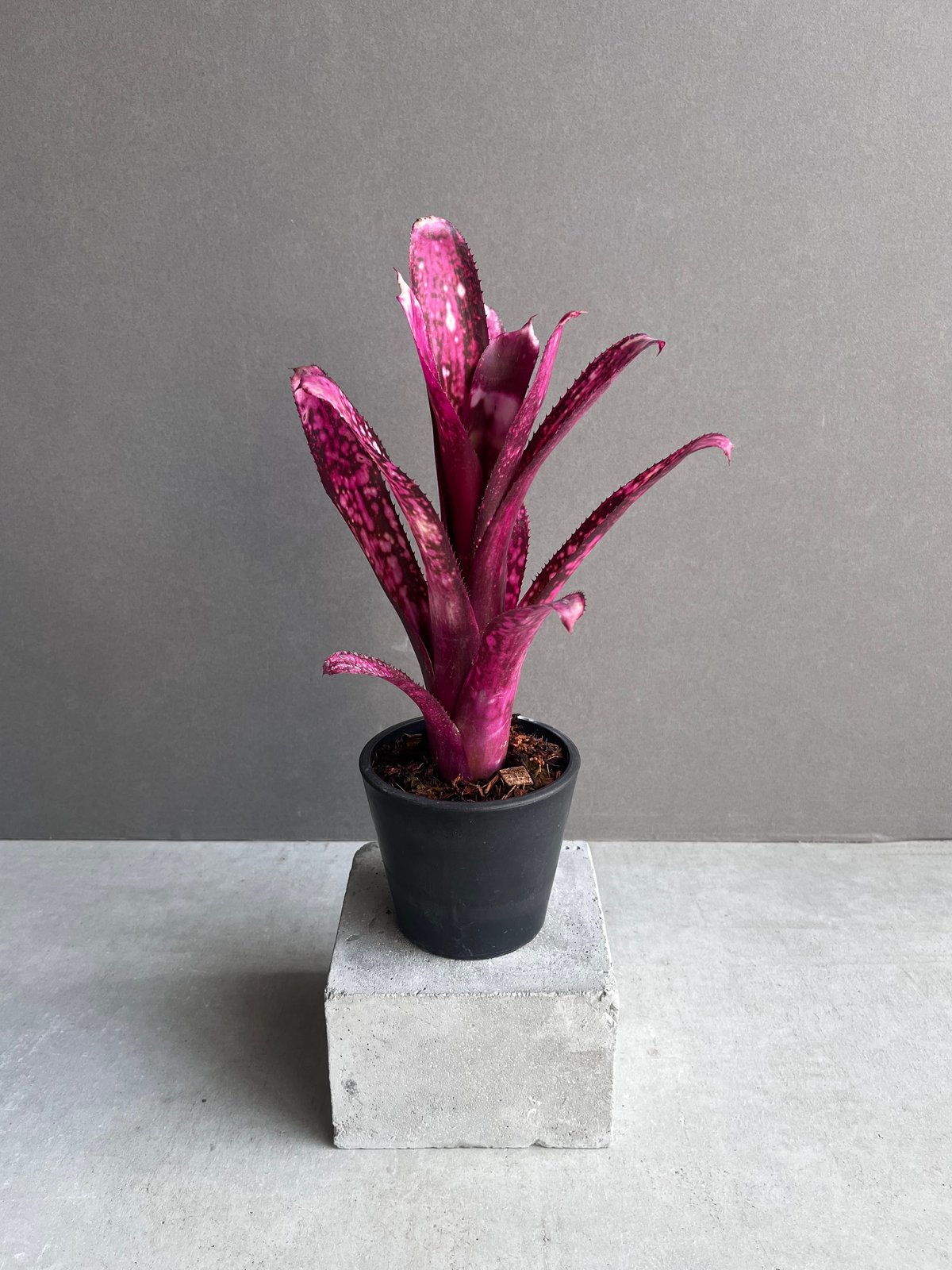 ビルベルギア ハレルヤ 「Billbergia hallelujah」63Z | SHOUCH...