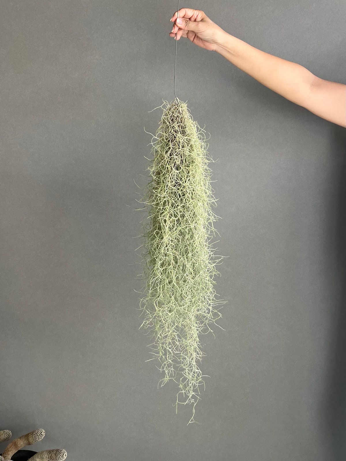 ティランジア ウスネオイデス「Tillandsia usneoides」8Q | SHOUCH...