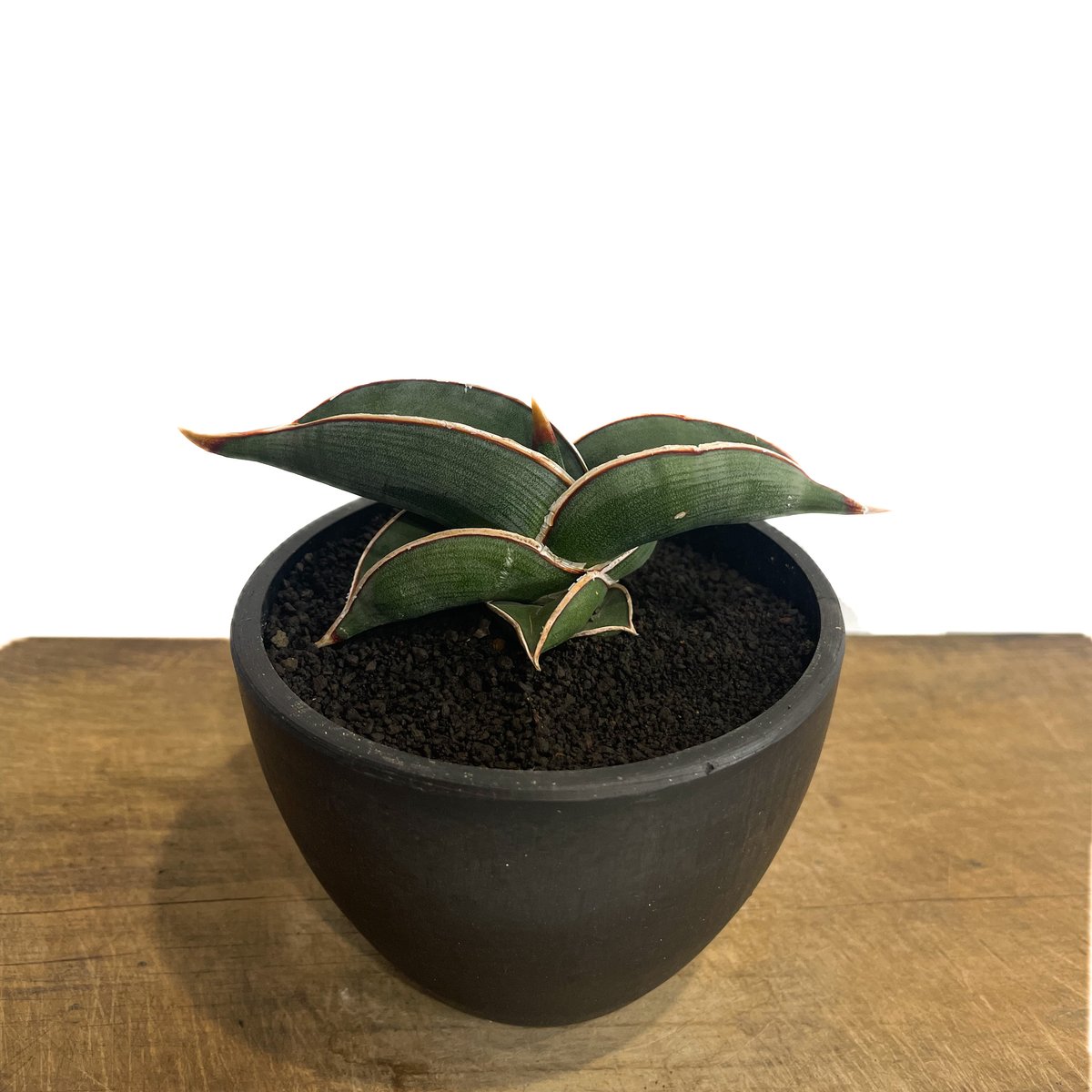 サンセベリア ロリダ 「Sansevieria rorida」31G-1 | SHOUCHI...