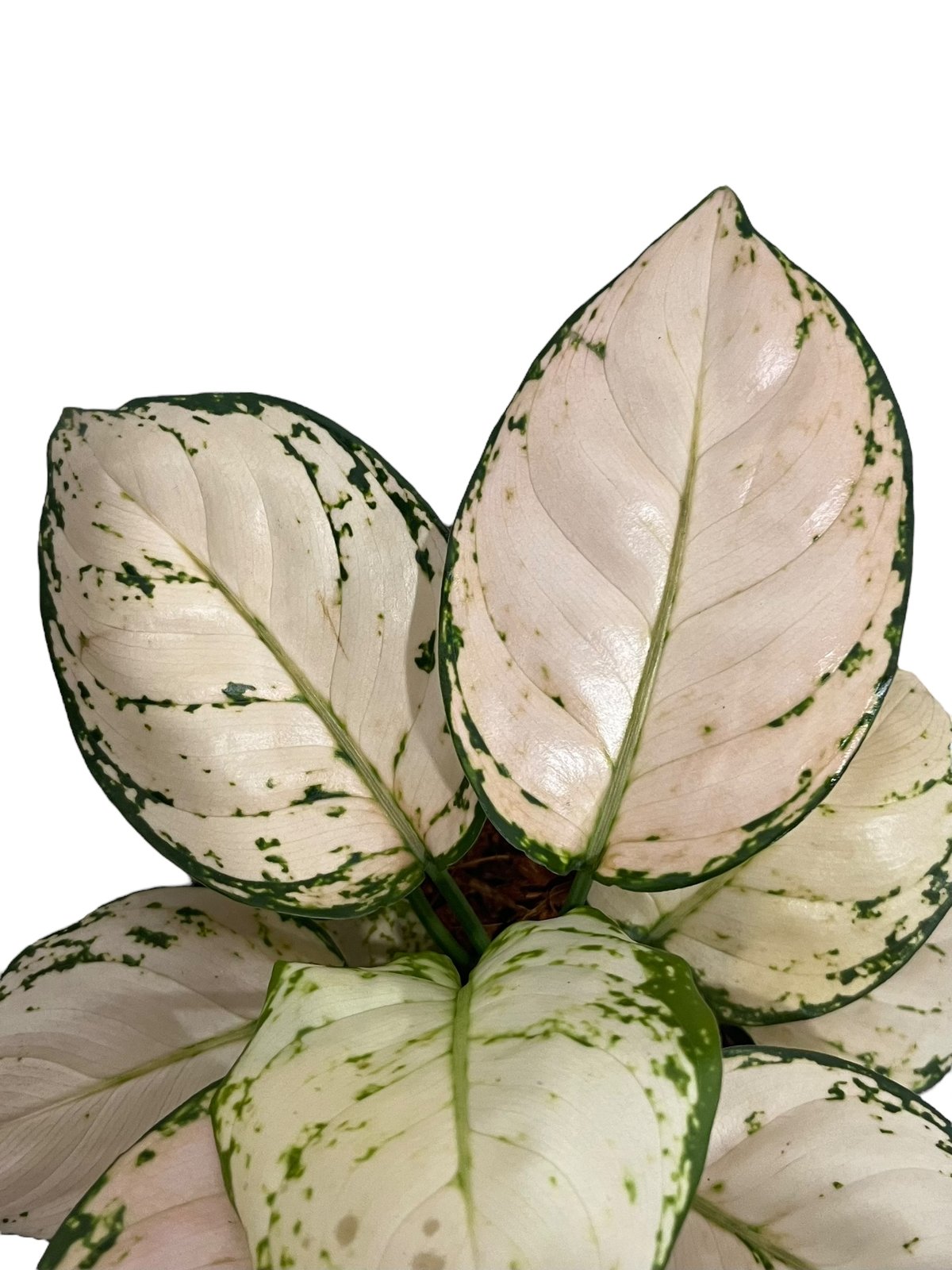 アグラオネマ ベビー ピンク 「Aglaonema Baby Pink」2W | SHOUCH...