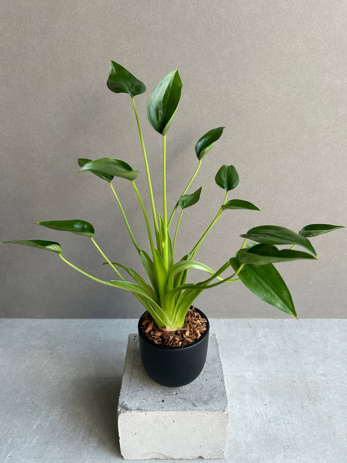 アロカシア タイニー ダンサー「Alocasia Tiny Dancer」93K | SHOU...