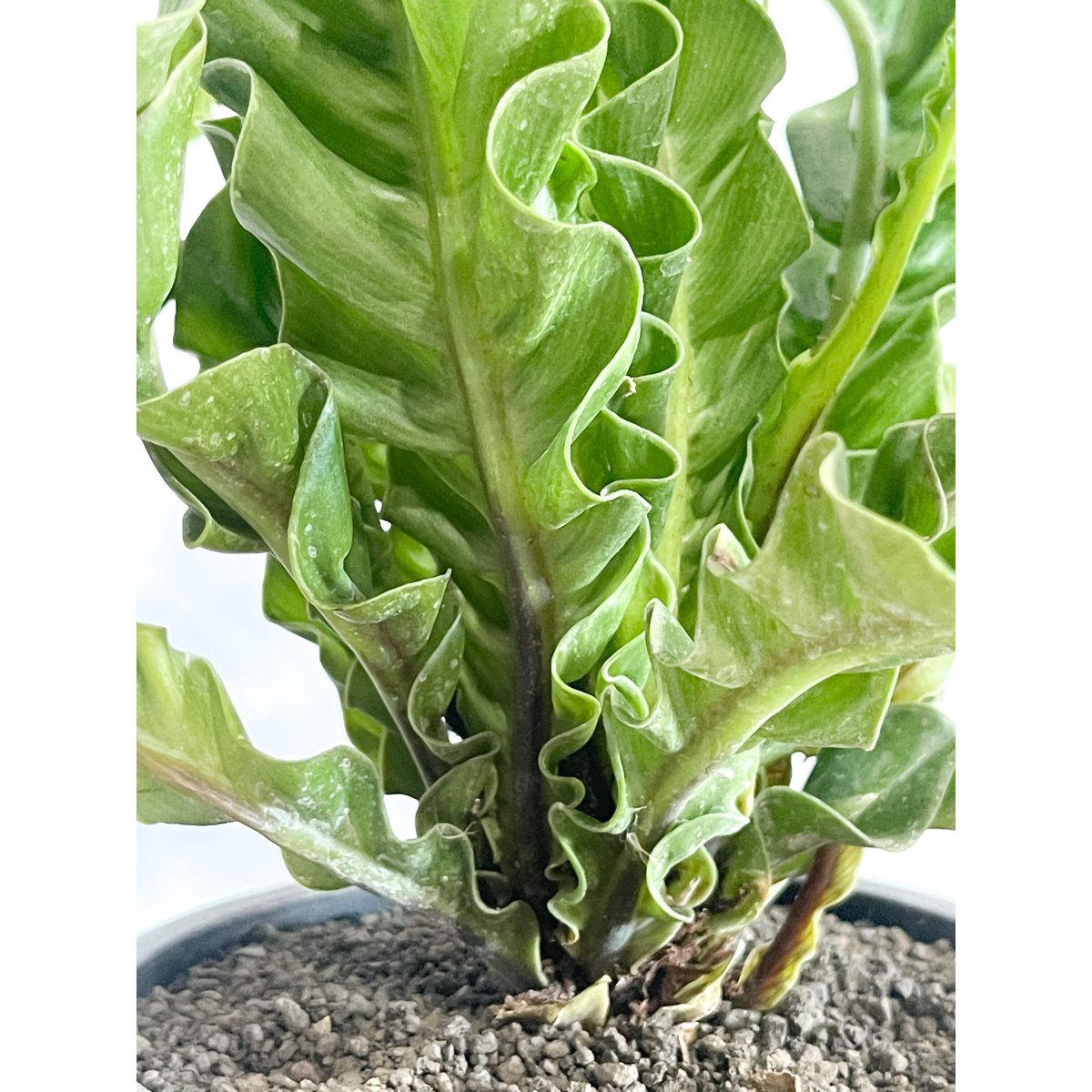 アスプレニウム ハイブリッド ドワーフ「Asplenium hybrid Dwarf」67E-...