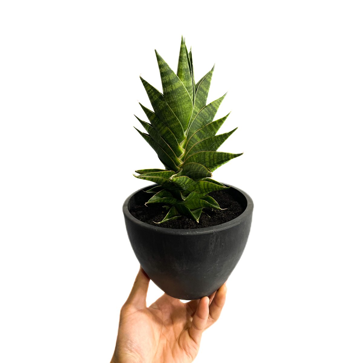 サンセベリア シンドロ「Sansevieria Sindro」88G-3 | SHOUCHIKUEN