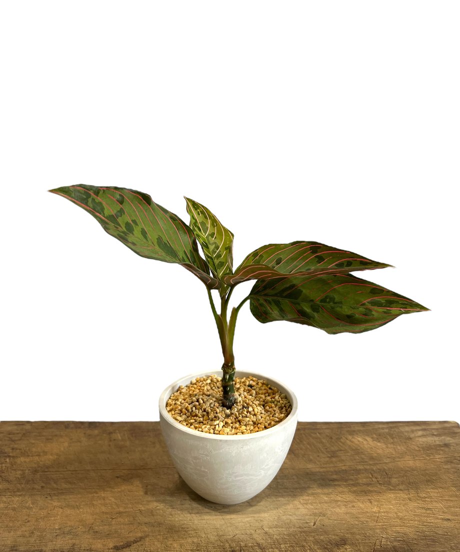 アグラオネマ レッドアーミー 「Aglaonema Red Army」93I | SHOUCH...