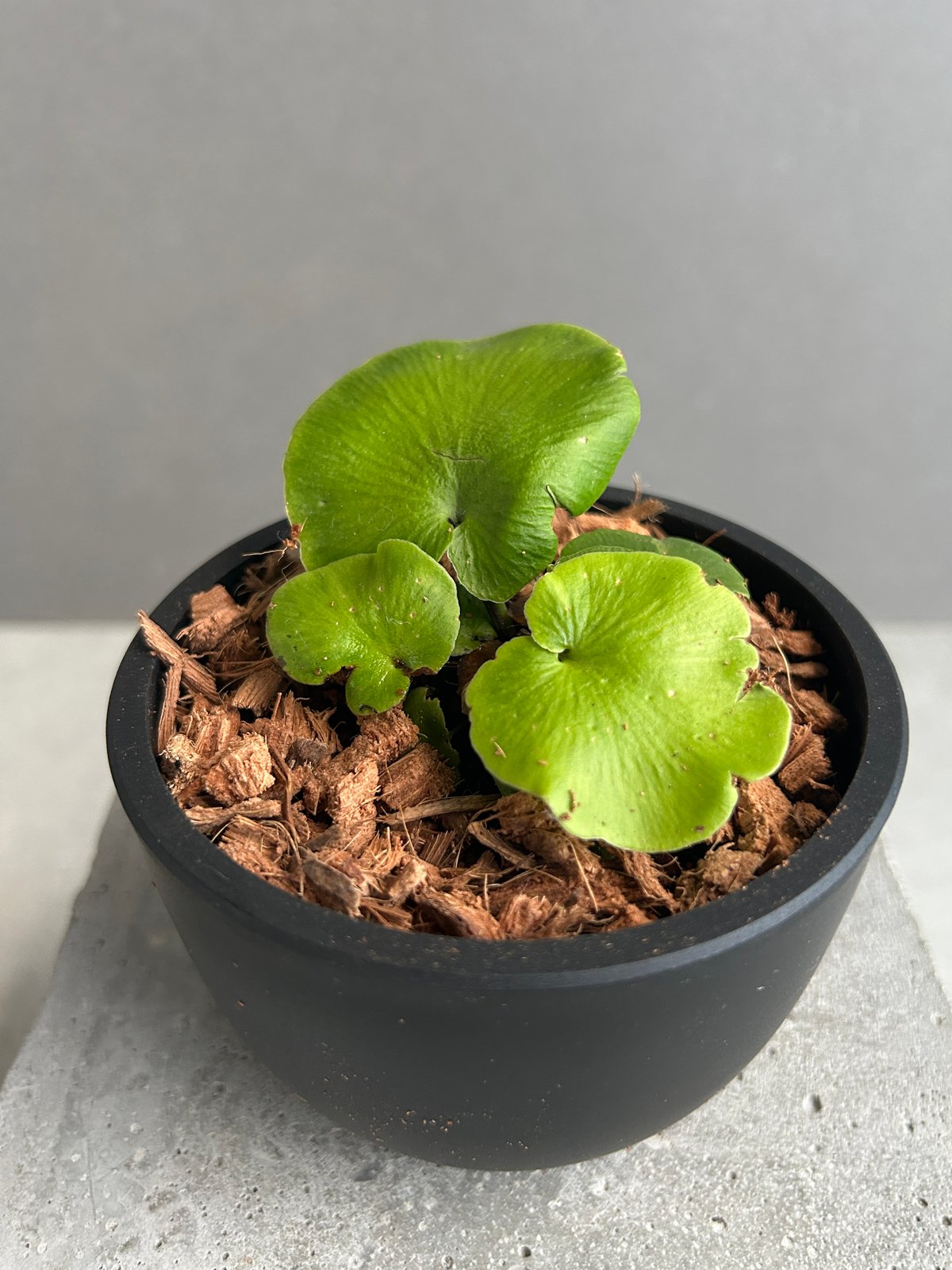 アスプレニウム デラバイ (フランチ) コペル 「Asplenium delavayi (Fr...