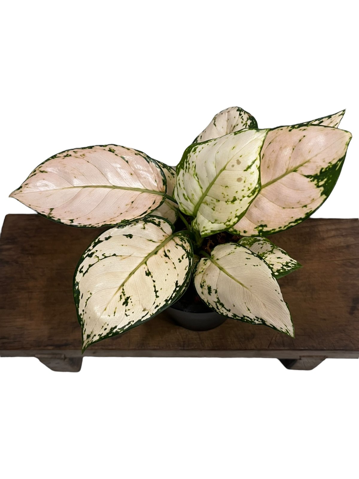 アグラオネマ ベビー ピンク 「Aglaonema Baby Pink」2W | SHOUCH...