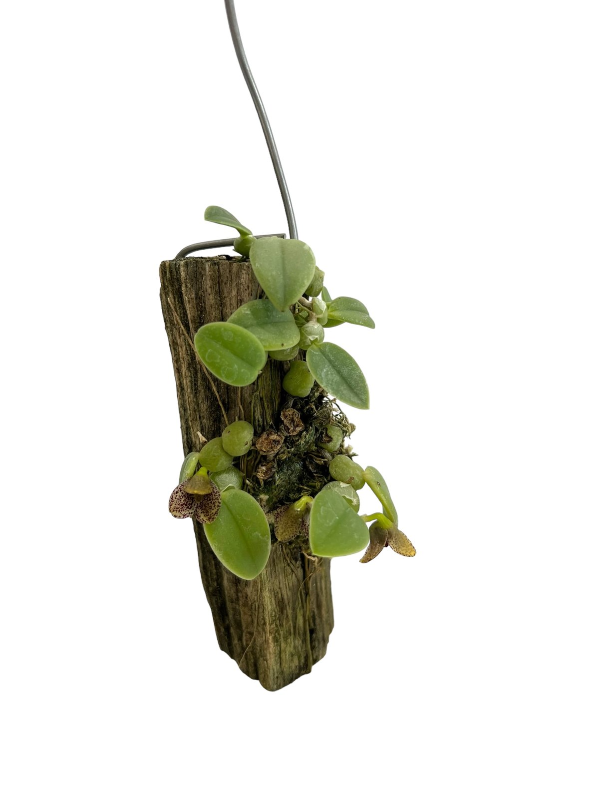 トリアス sp. タイランド 「Trias sp. Thailand」91H | SHOUCH...