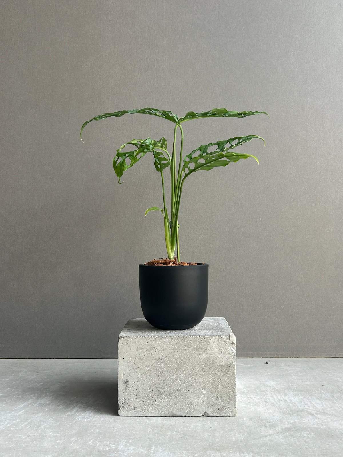 モンステラ オブリクア ペルー 「Monstera obliqua Peru」84I | SH...