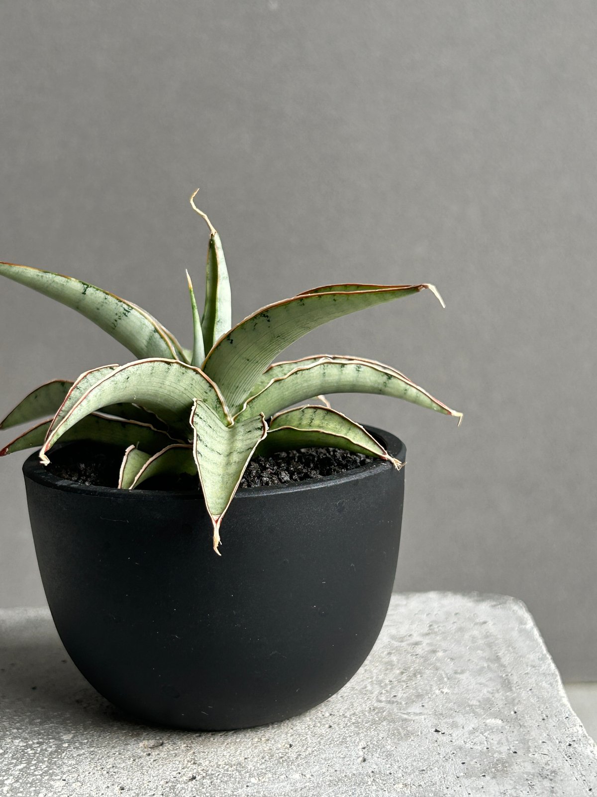 サンセベリア モスキート「Sansevieria Mosquito 」58I | SHOUCH...
