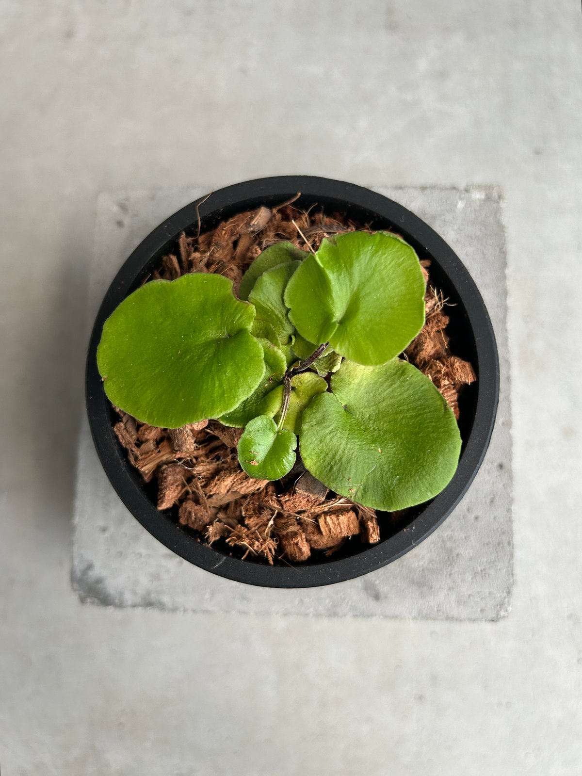 アスプレニウム デラバイ (フランチ) コペル 「Asplenium delavayi (Fr...