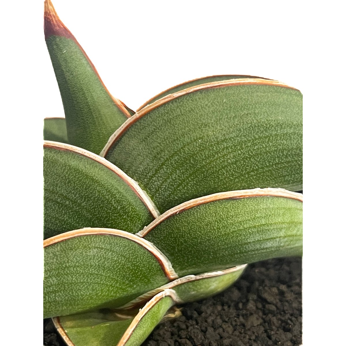 サンセベリア ロリダ 「Sansevieria rorida」33G-1 | SHOUCHI...