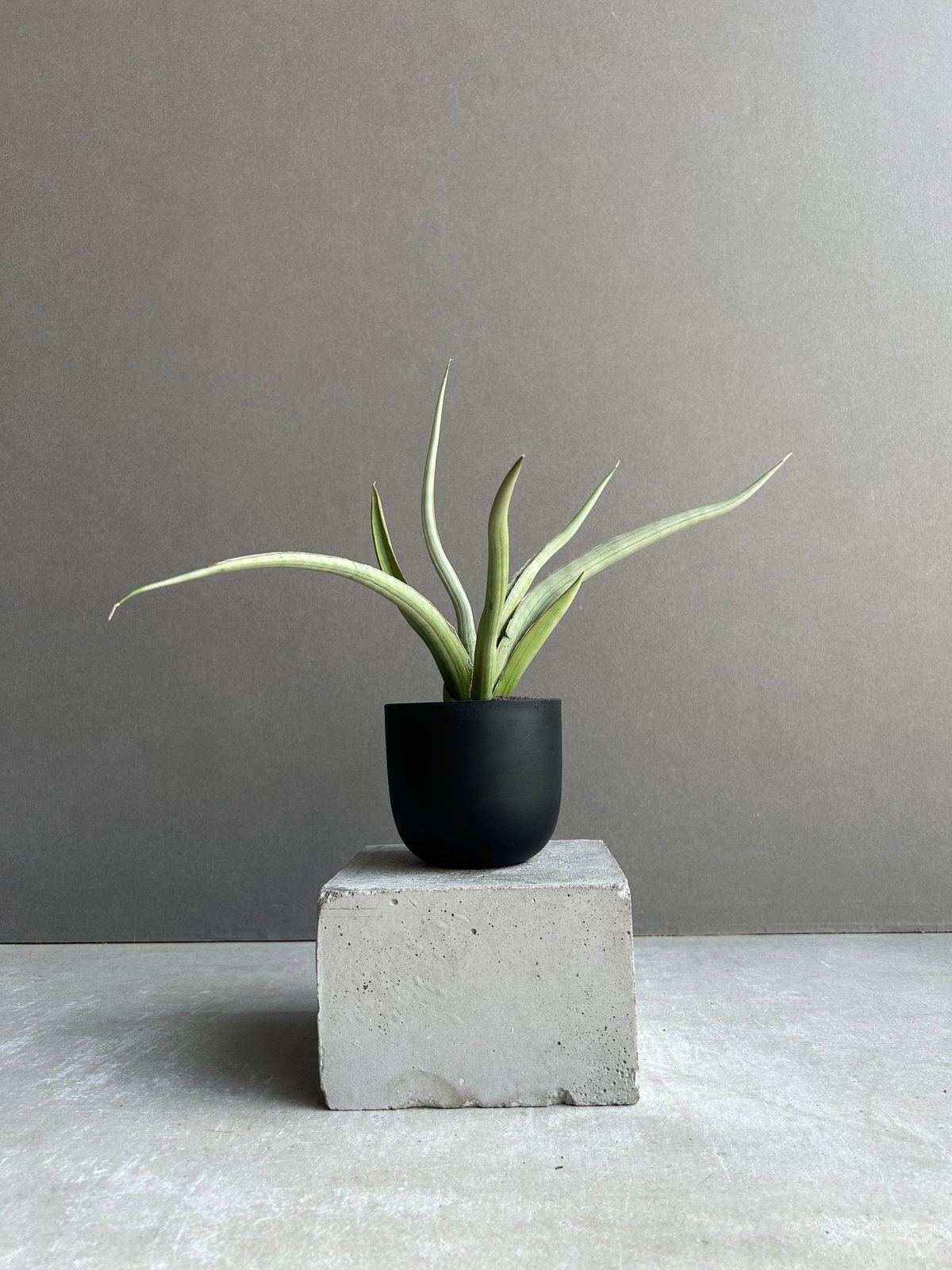 サンセベリア レディ メイ「Sansevieria Lady May」99I | SHOUCH...