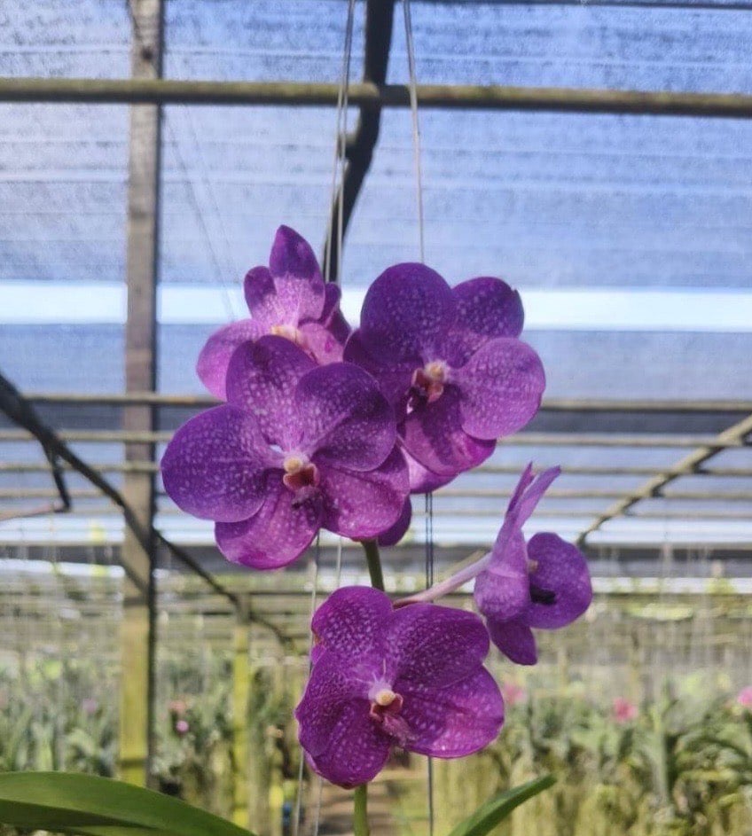 バンダ パクチョン ブルー 「Vanda Pakchong Blue」72P | SHOUCH...