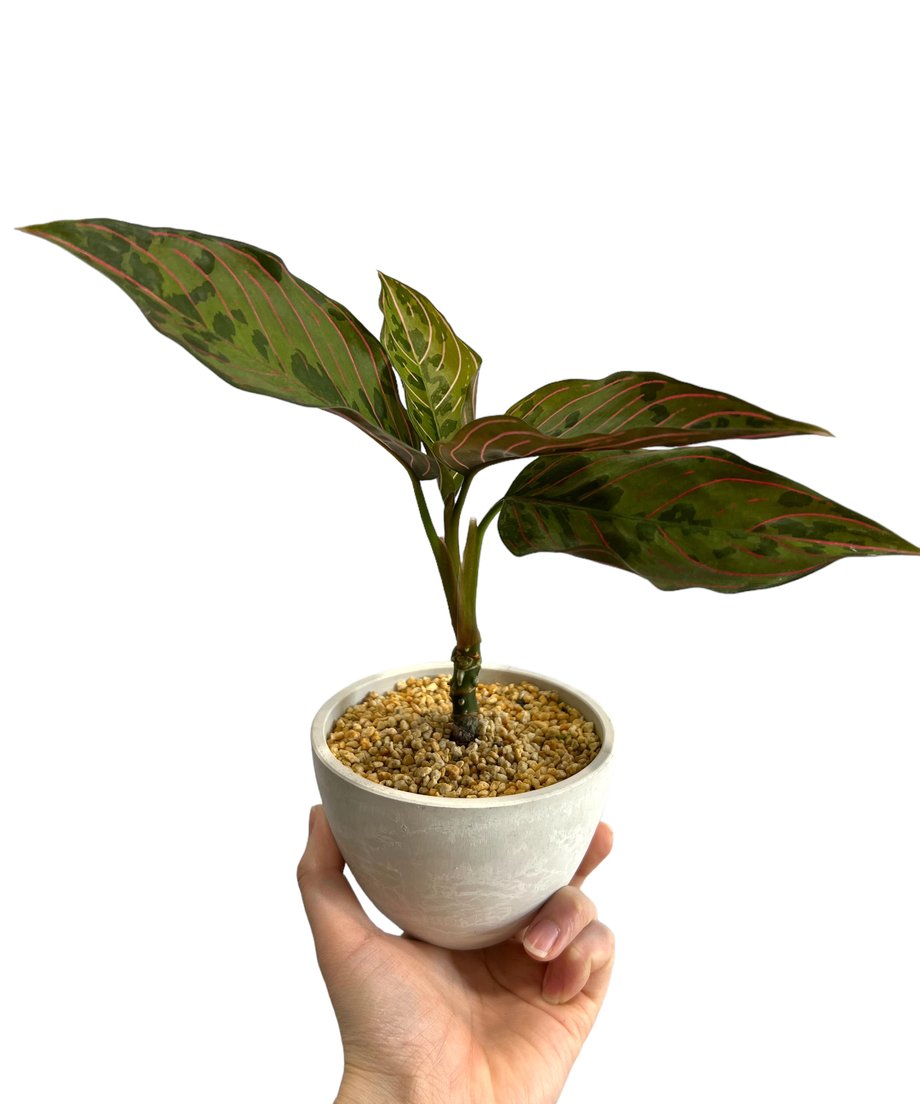 アグラオネマ レッドアーミー 「Aglaonema Red Army」93I | SHOUCH...