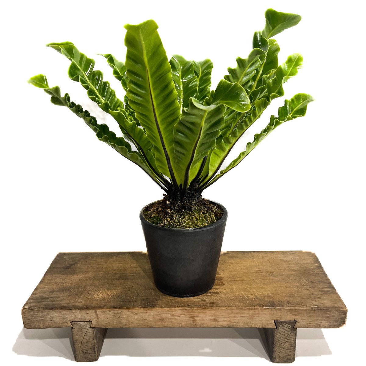アスプレニウム コブラ ドワーフ「Asplenium cobra dwarf」6/28-875...