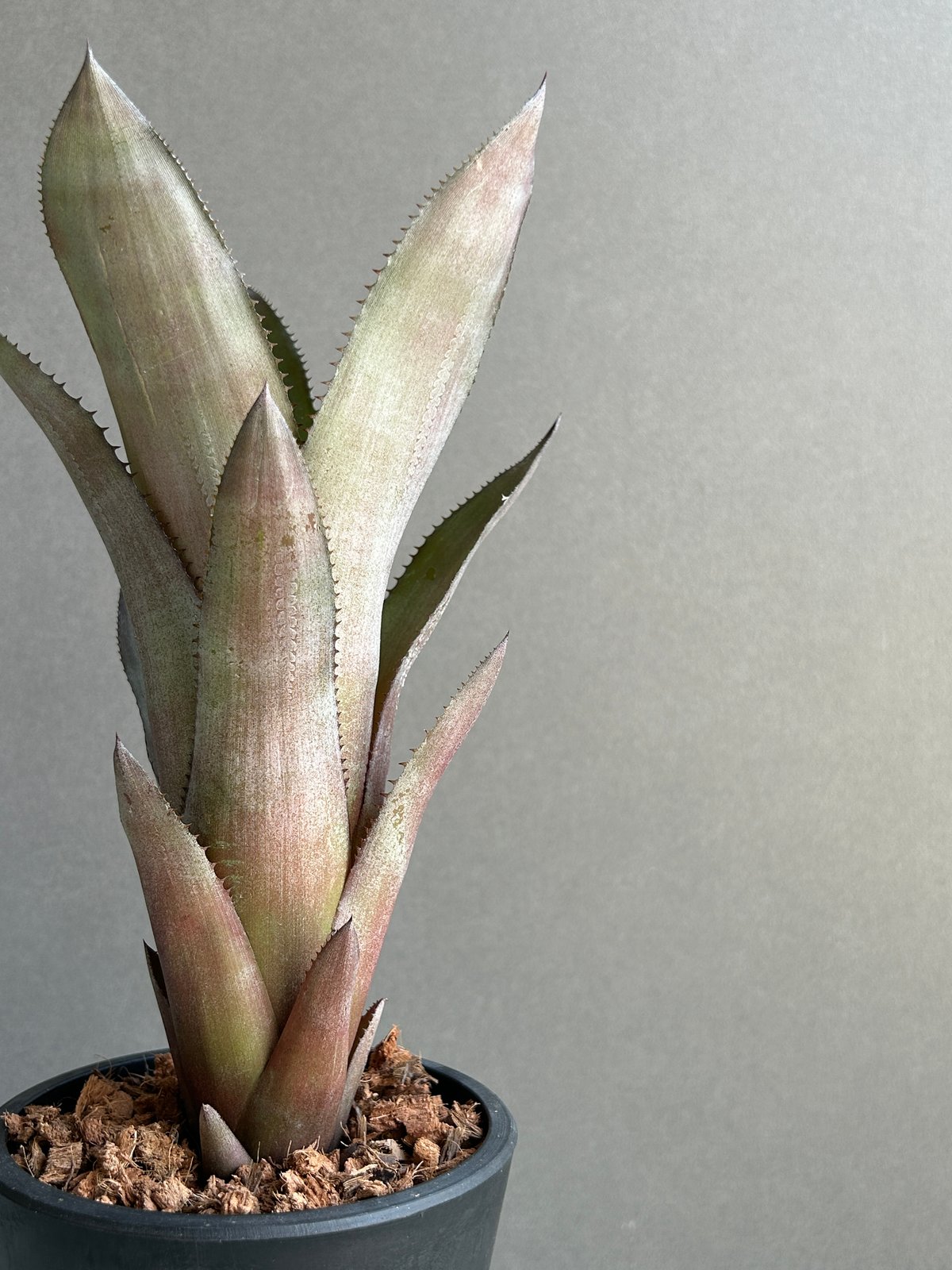 エクメア ストレプトカリクス「Aechmea streptocalyx」1I | SHOUCH...