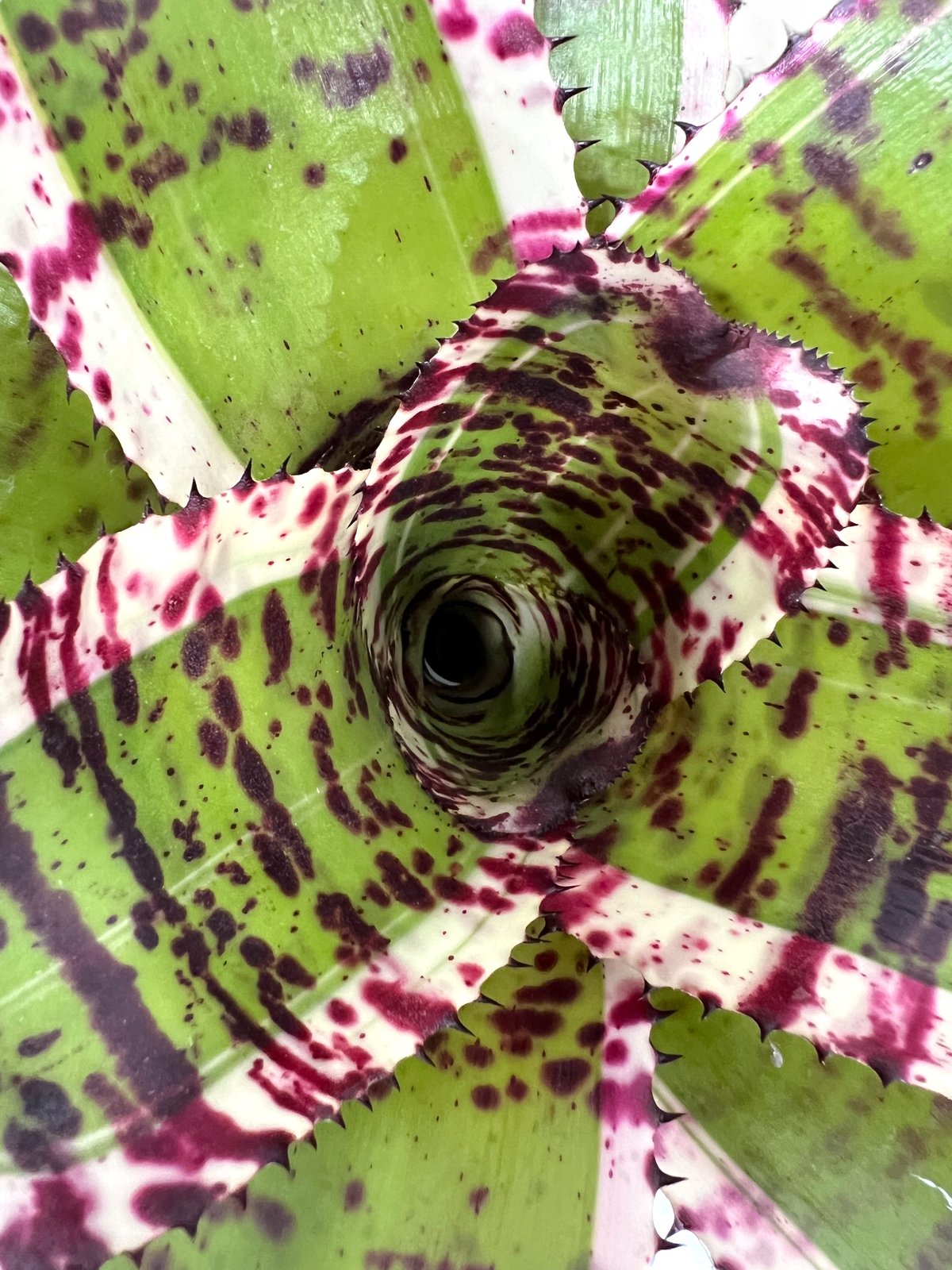 ネオレゲリア ジャガー 「Neoregelia Jaguar」88M-m | SHOUCH...