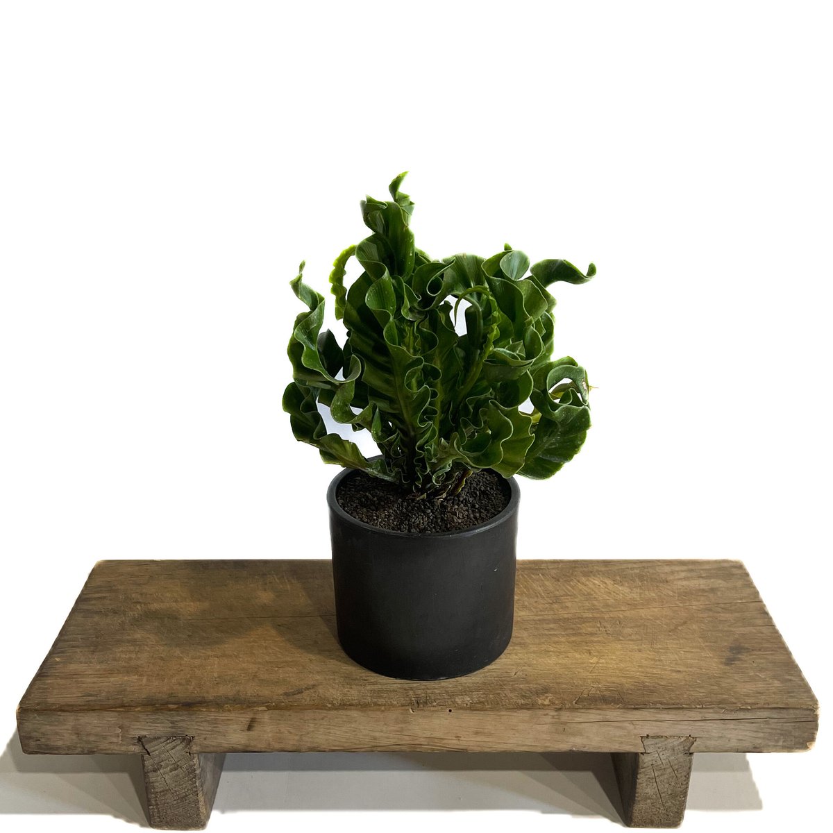 アスプレニウム ハイブリッド ドワーフ「Asplenium hybrid Dwarf」67E-...