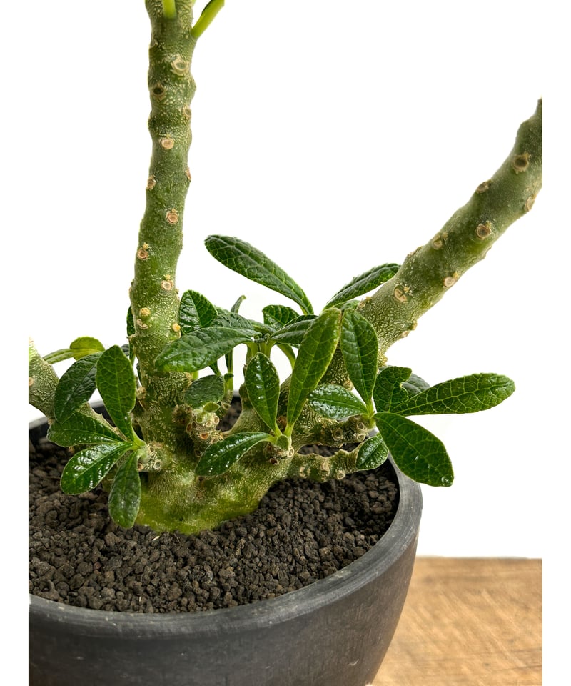 ドルステニア ギガス「Dorstenia gigas」5/12-487 | SHOUCHIKUEN ドルステニア ギガス「Dorstenia gigas」5/12-487 | SHOUCHIKUEN