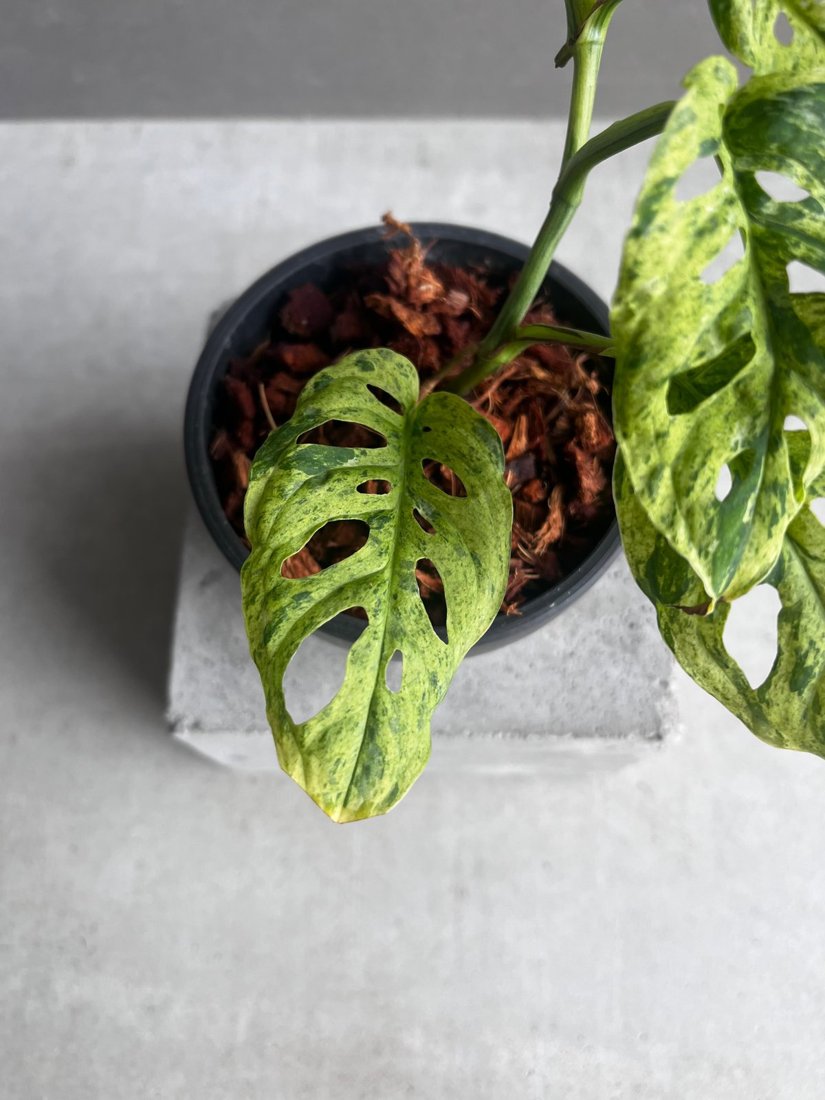 モンステラ ラニアタ ミント 斑入 「Monstera laniata mint モンステラ ラニアタ ミント 斑入 「Monstera laniata mint