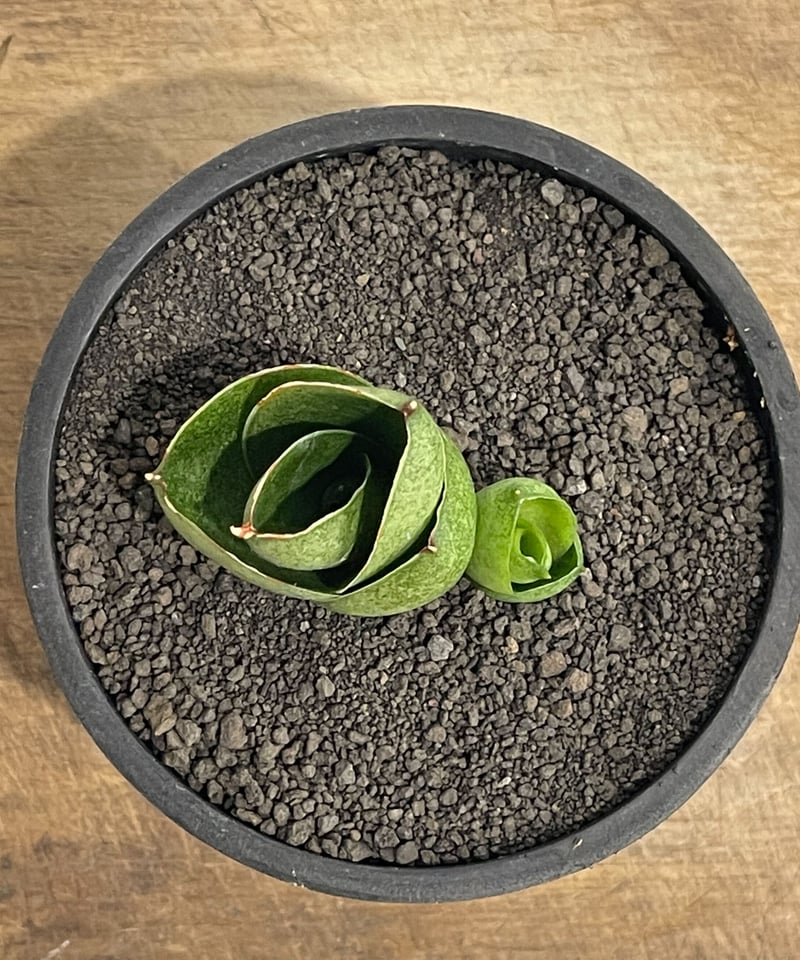 サンセベリア タム タミ「Sansevieria Tamu Tami (by Unyamane サンセベリア タム タミ「Sansevieria Tamu Tami (by Unyamane