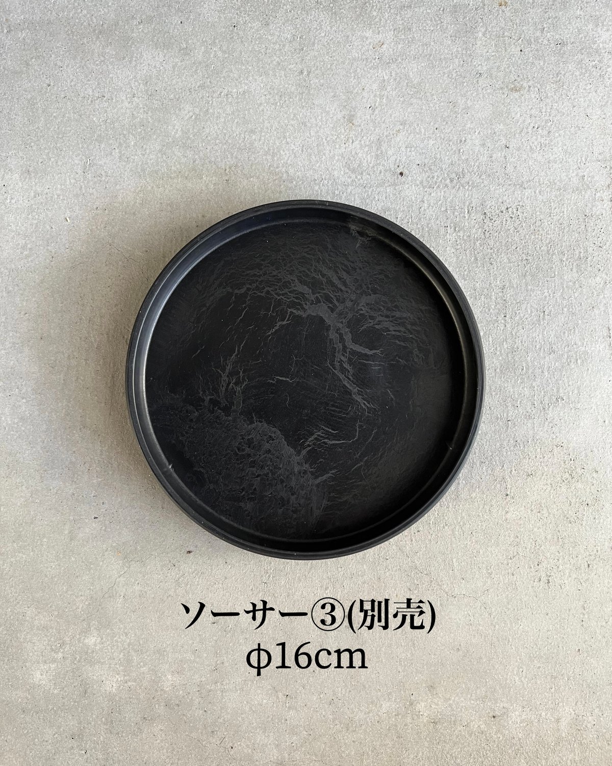 アグラオネマ スターバックス「Aglaonema Starbucks」47A | SHOUCH...