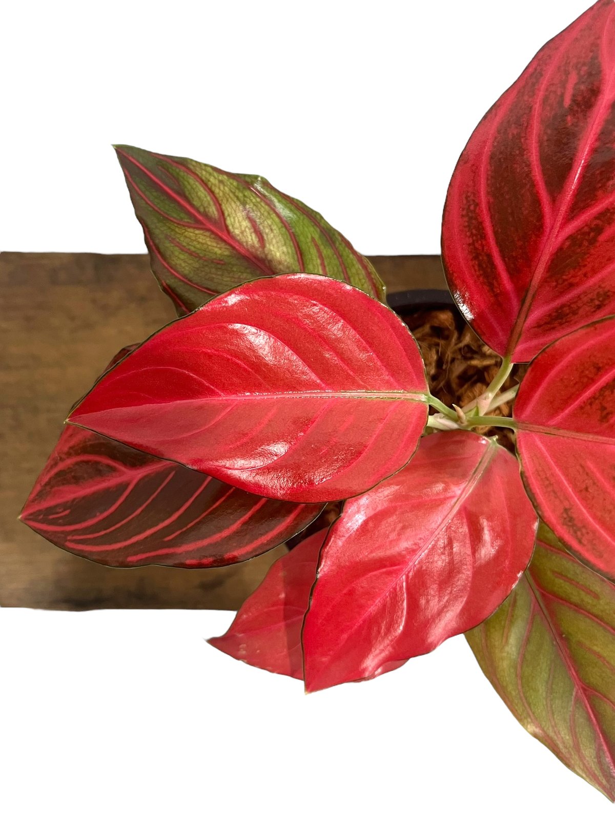アグラオネマ レッド ベイン 「Aglaonema Red Vein」2U | SHOUCHI アグラオネマ レッド ベイン 「Aglaonema Red Vein」2U | SHOUCHI