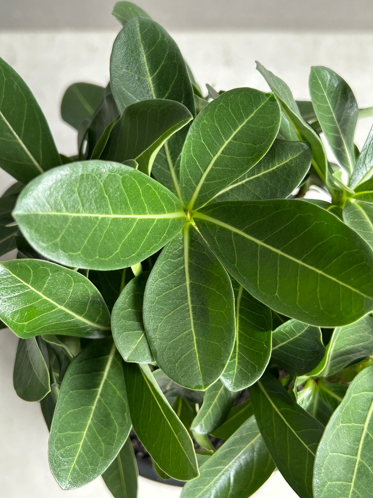 アデニウム アラビカム ドワーフ “オクトパス”「Adenium arabicum Dwar...