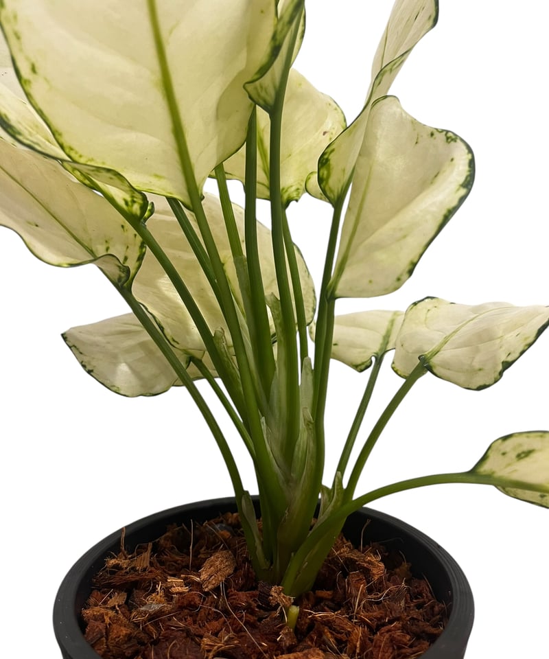 アグラオネマ アンヤマニー ホワイト 「Aglaonema Unyamanee アグラオネマ アンヤマニー ホワイト 「Aglaonema Unyamanee