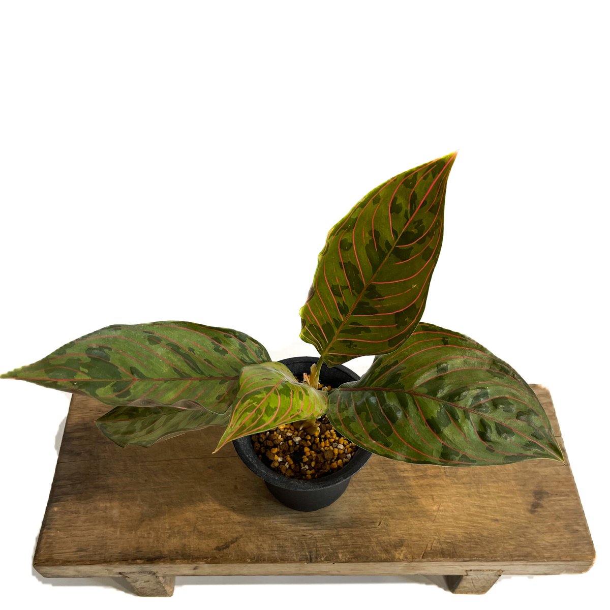アグラオネマ レッドアーミー「Aglaonema Red Army」1/12 | SHOUCH...