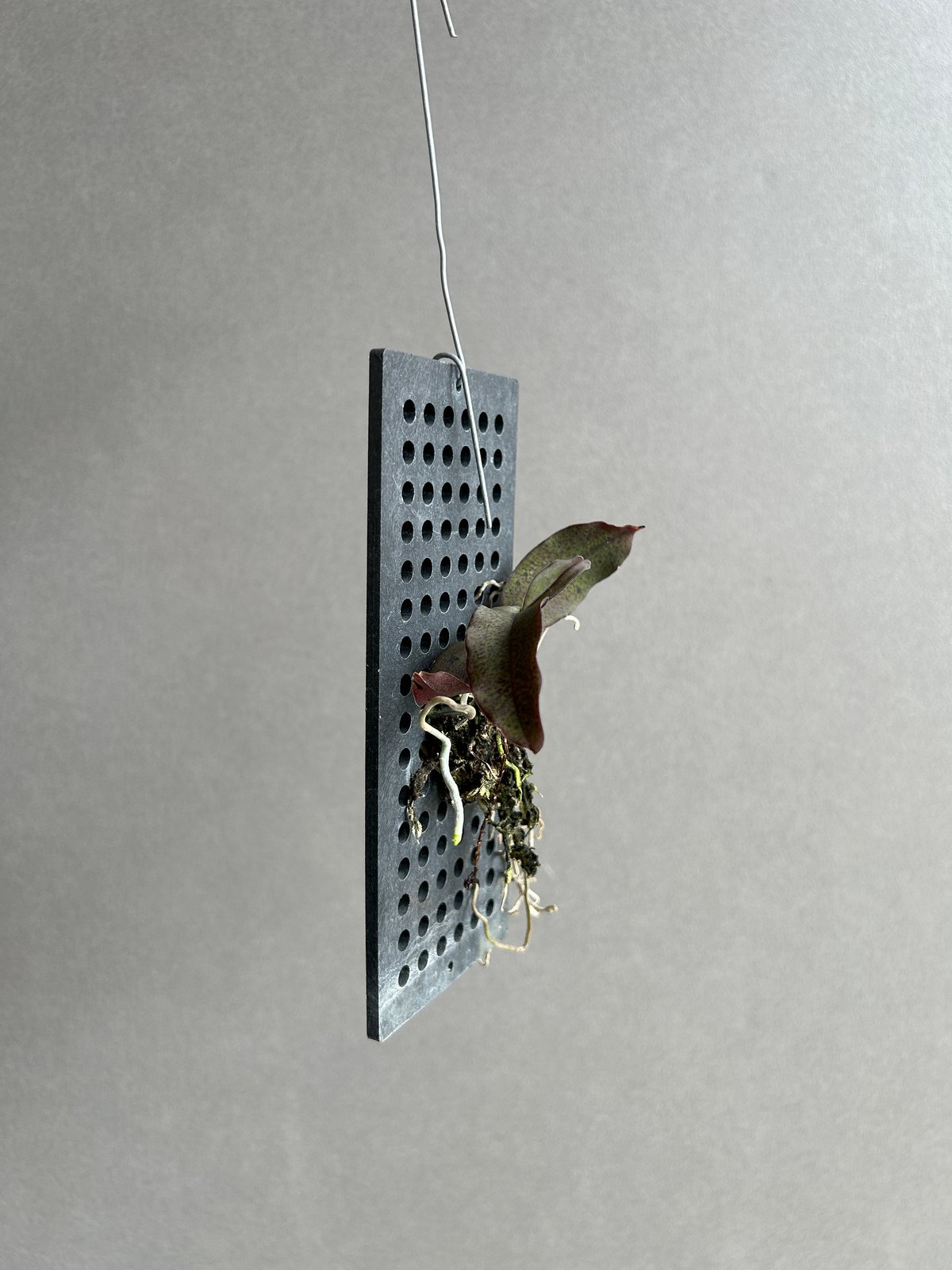 ロビクエティア アベランス 「Robiquetia aberrans」44I | SHOUCH...