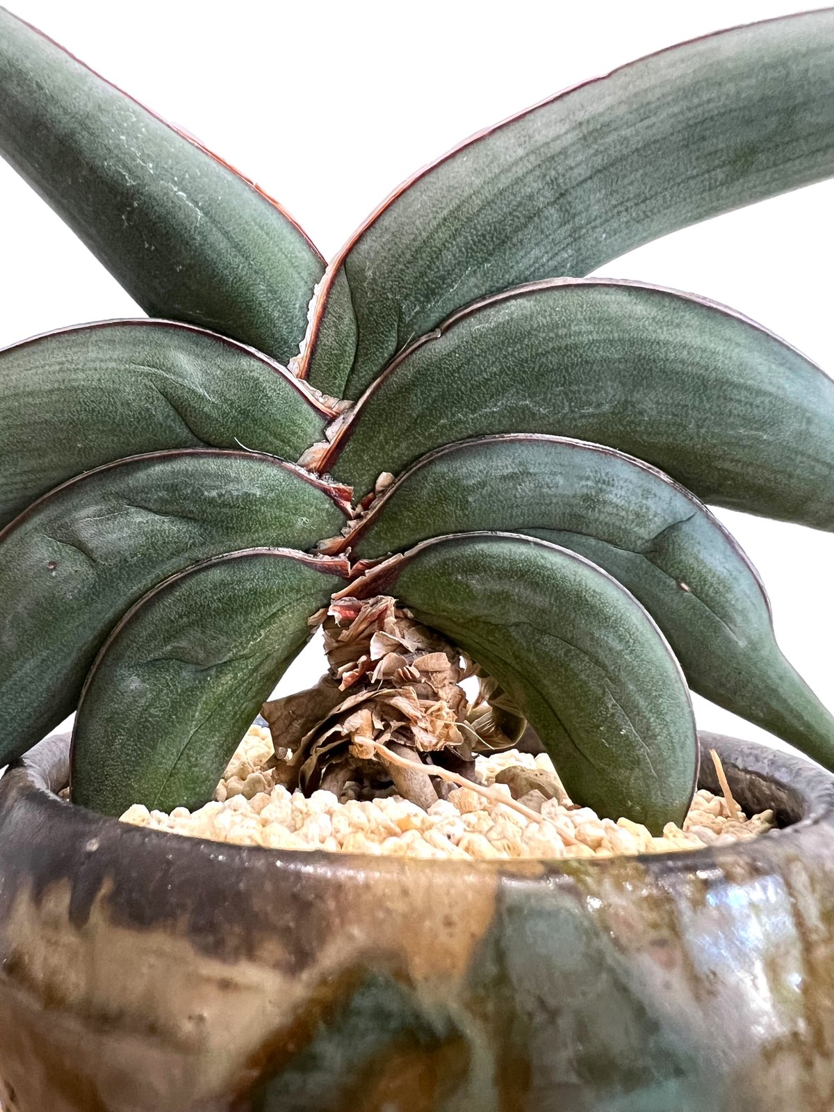 サンセベリア ロリダ 「Sansevieria rorida + YON-HACHI (Mas...