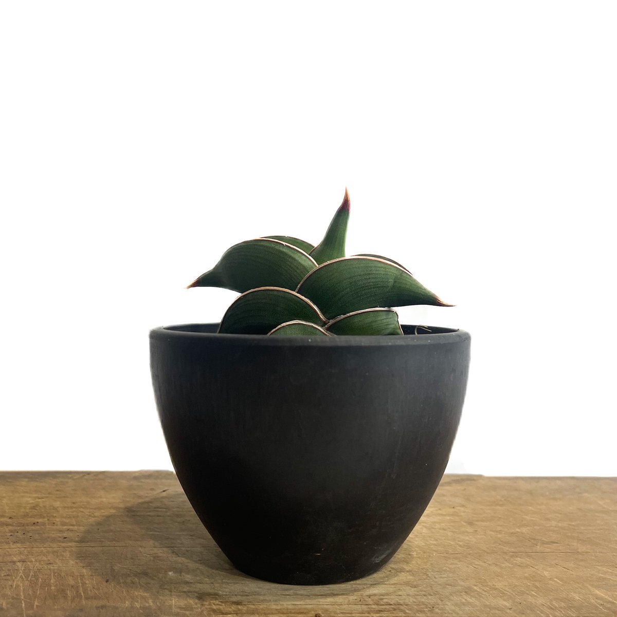 サンセベリア ロリダ 「Sansevieria rorida」33G-1 | SHOUCHI...