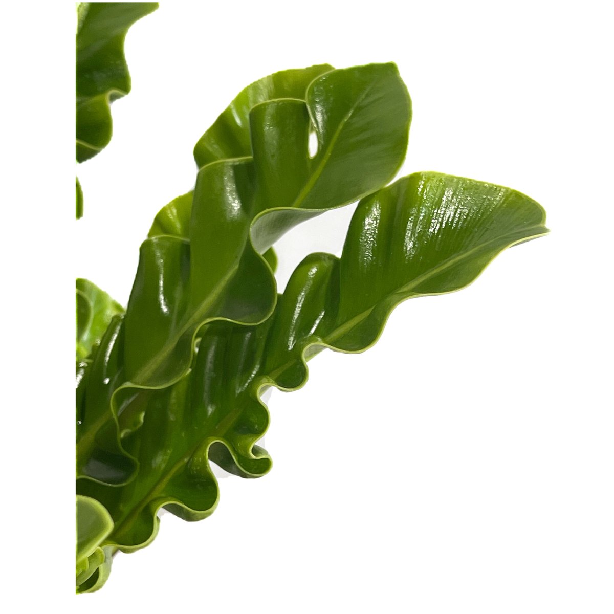 アスプレニウム コブラ ドワーフ「Asplenium cobra dwarf」6/28-875...