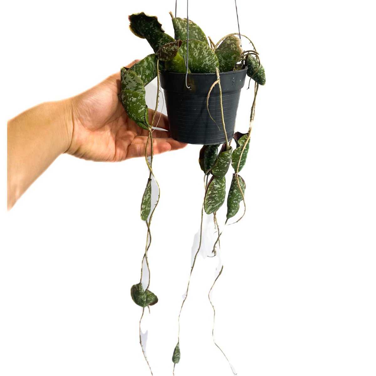 ホヤ インブリカータ 「 Hoya imbricata」3/6-71-5M | SHOUCH...