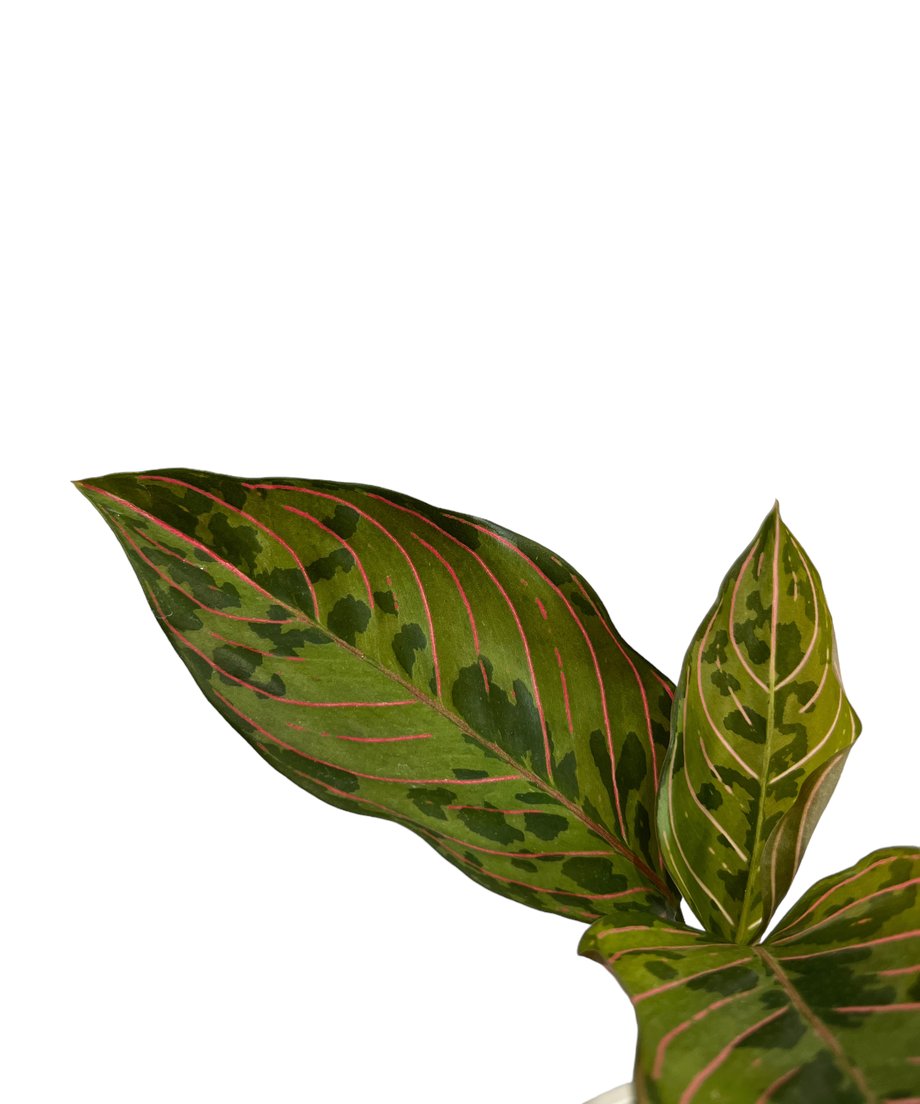 アグラオネマ レッドアーミー 「Aglaonema Red Army」93I | SHOUCH...