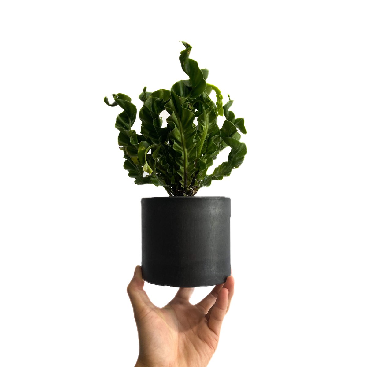 アスプレニウム ハイブリッド ドワーフ「Asplenium hybrid Dwarf」67E-...