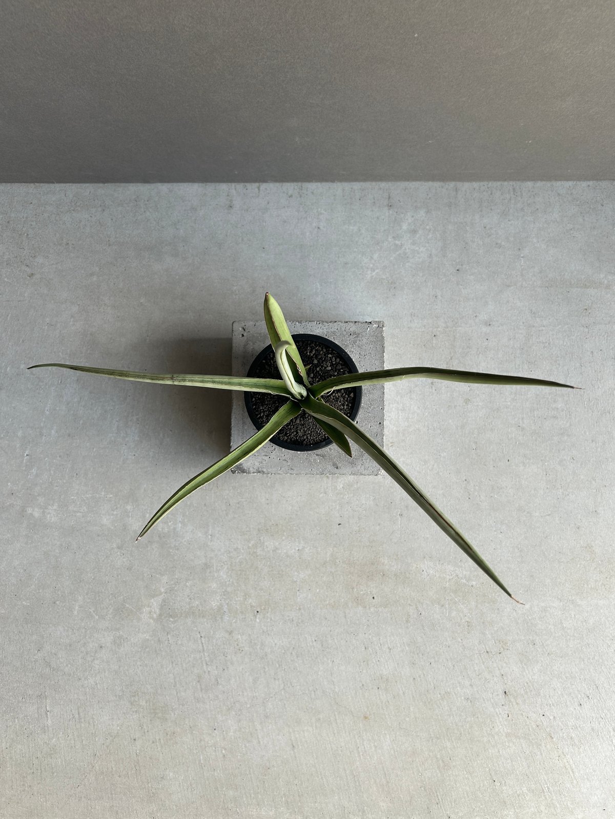 サンセベリア レディ メイ「Sansevieria Lady May」99I | SHOUCH...