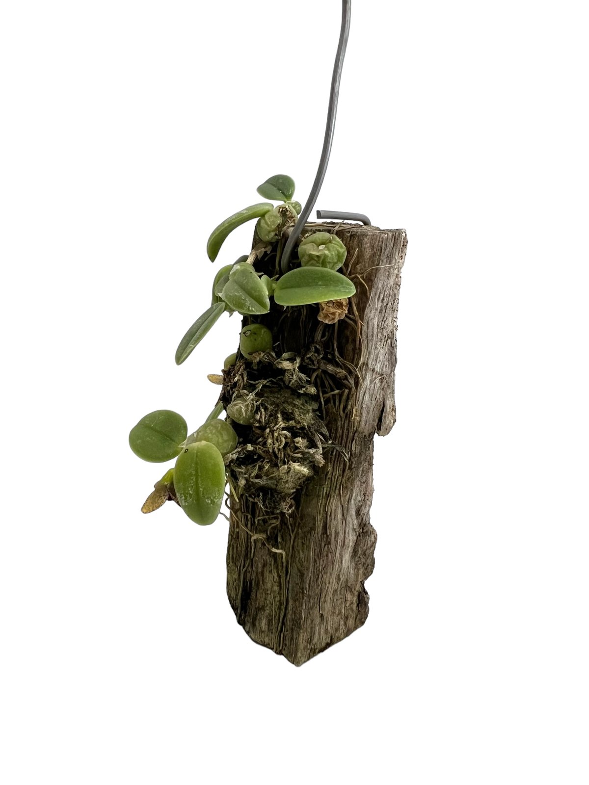 トリアス sp. タイランド 「Trias sp. Thailand」91H | SHOUCH...