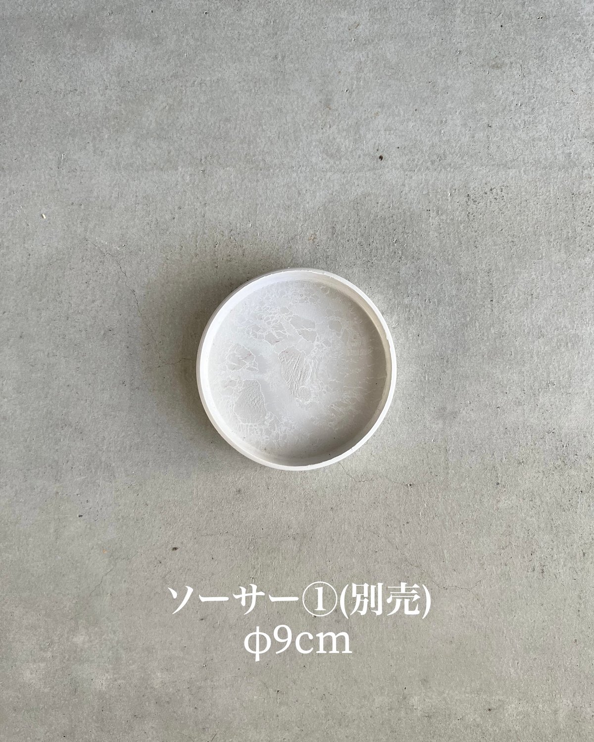 サンセベリア ロックマン 「Sansevieria Rock Man」86W | SHOUCH...