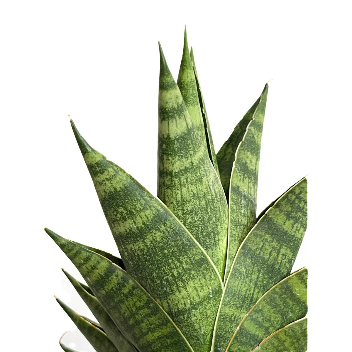 サンセベリア シンドロ「Sansevieria Sindro」88G-3 | SHOUCHIKUEN