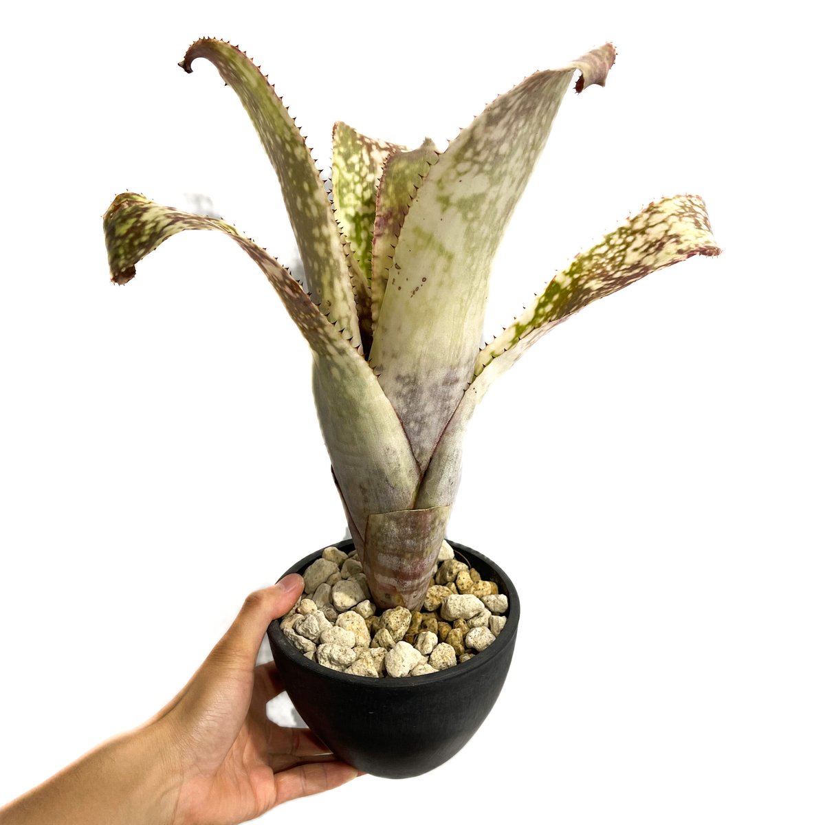 ビルベルギア ブルッダー iz「Billbergia Bruddah Iz」5/11-473 ...