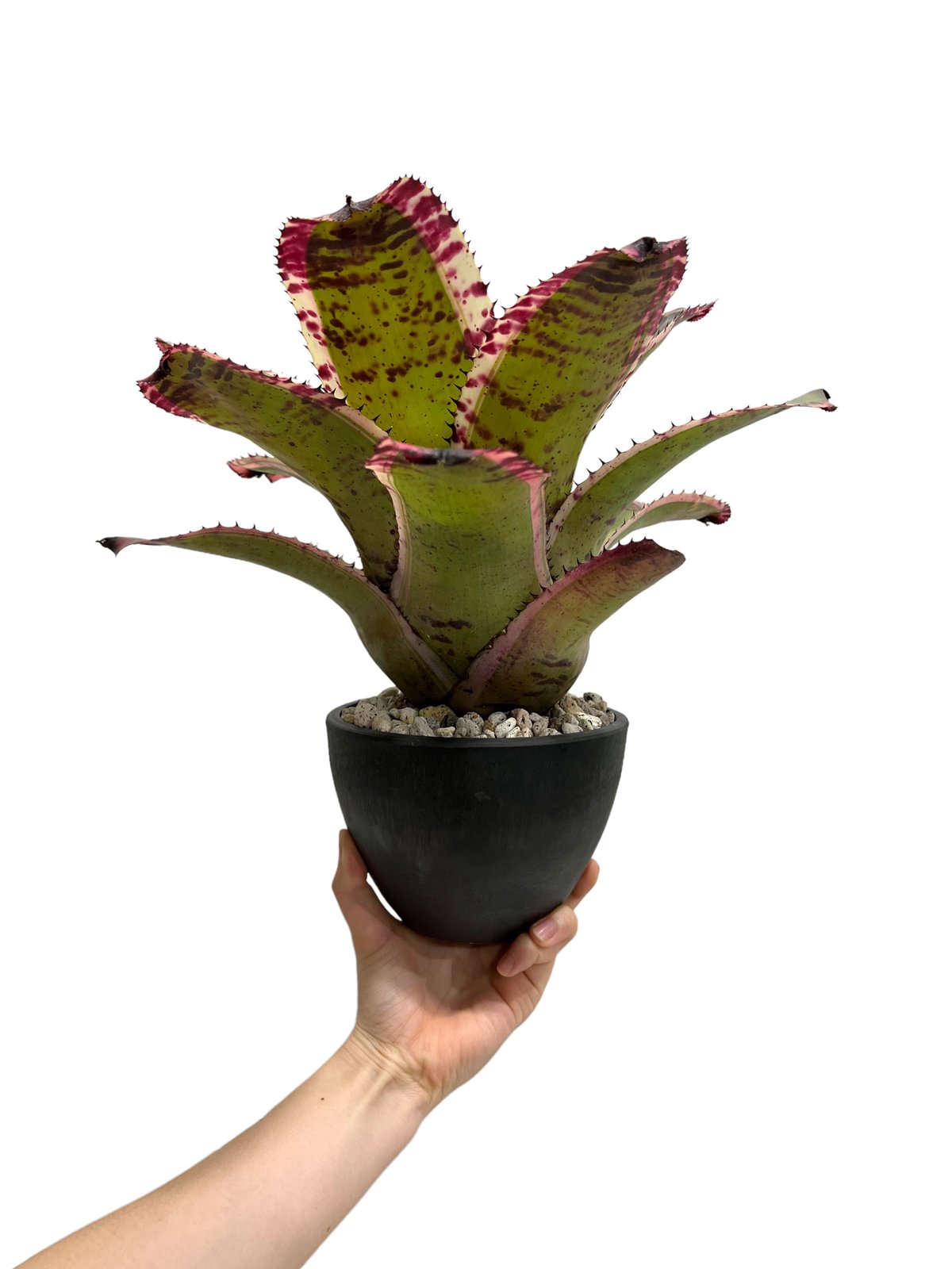 ネオレゲリア ジャガー 「Neoregelia Jaguar」88M-m | SHOUCH...