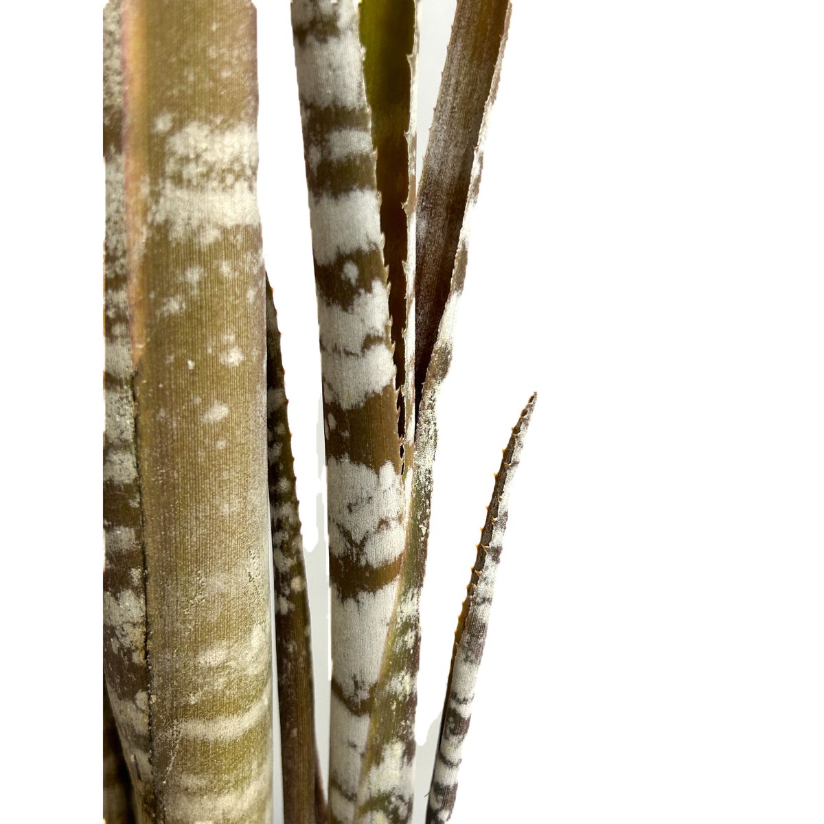 ビルベルギア メイエリ「Billbergia meyeri」6/25-823 | SHOUCH...