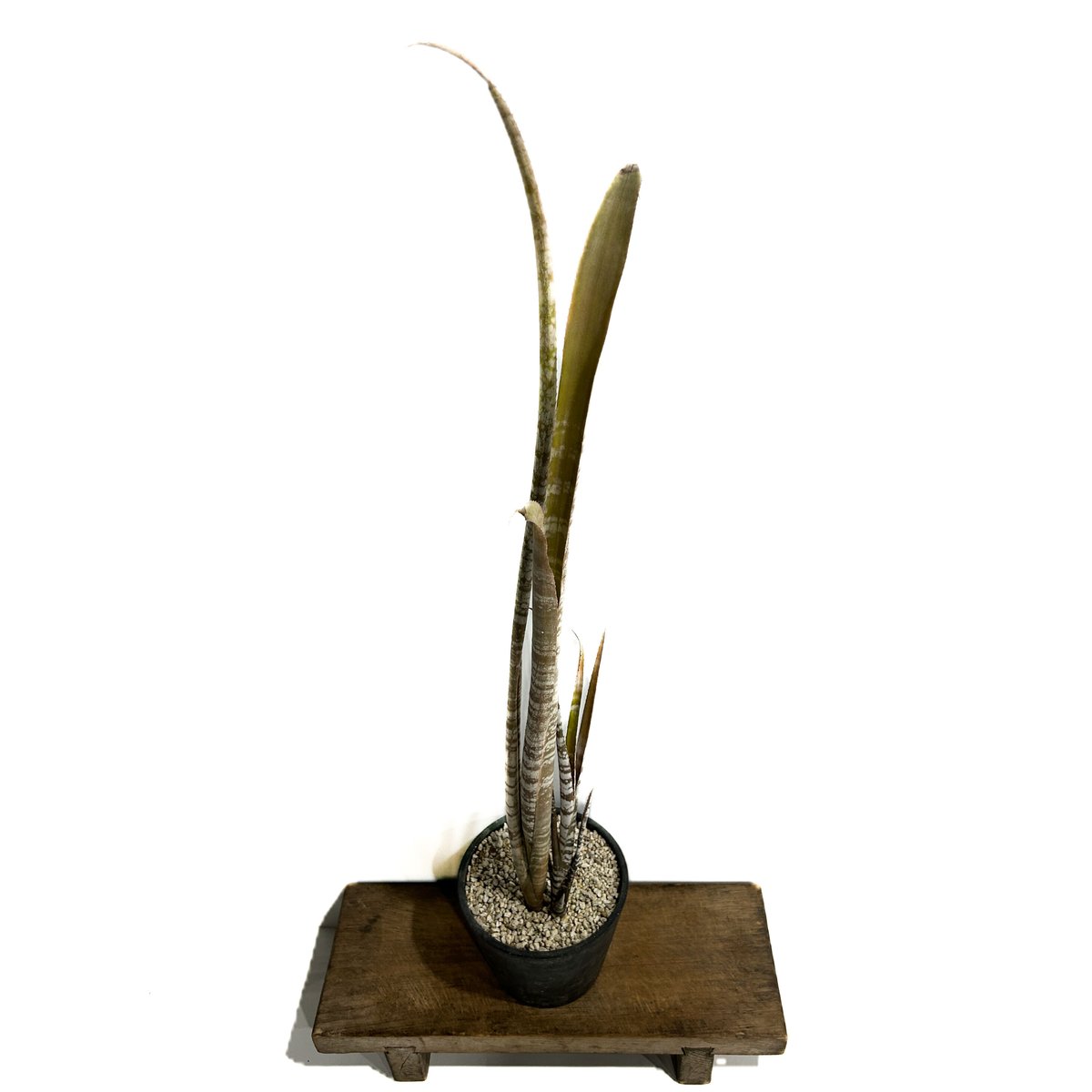 ビルベルギア メイエリ「Billbergia meyeri」6/25-823 | SHOUCH...