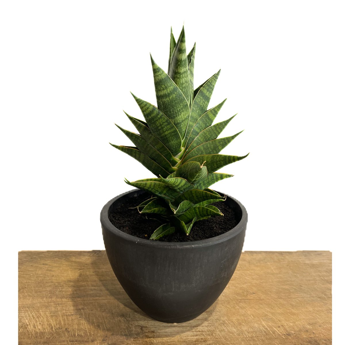 サンセベリア シンドロ「Sansevieria Sindro」88G-3 | SHOUCHIKUEN