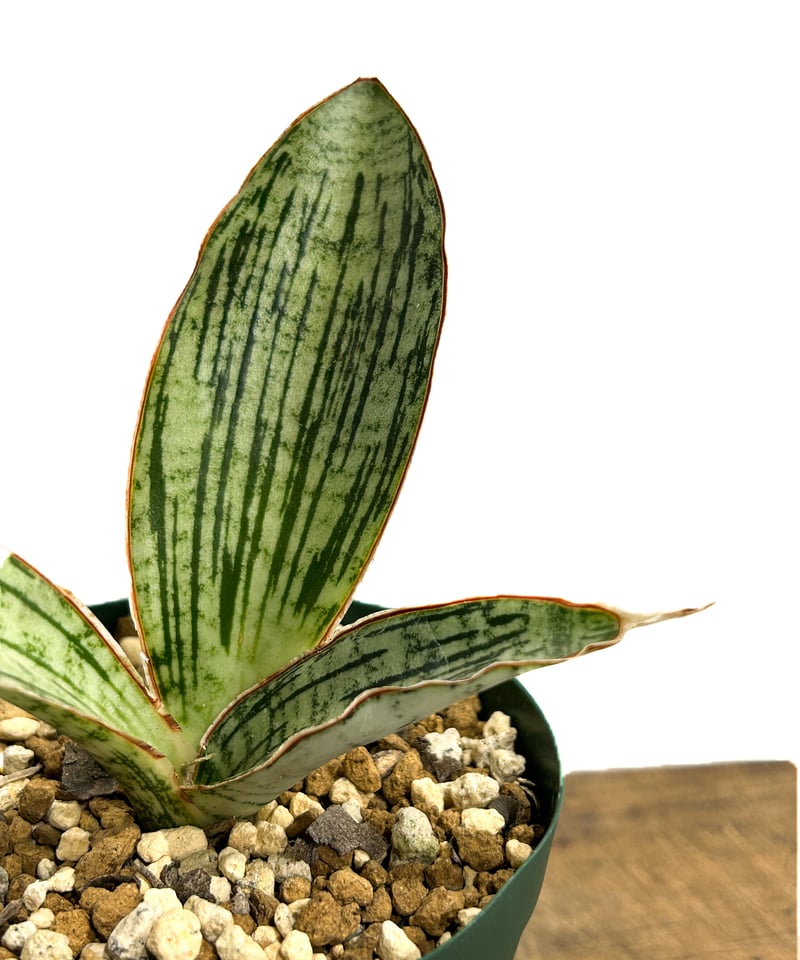 サンセベリア クレオパトラ 「Sansevieria cleopatra」12/6 | SHO サンセベリア クレオパトラ 「Sansevieria cleopatra」12/6 | SHO