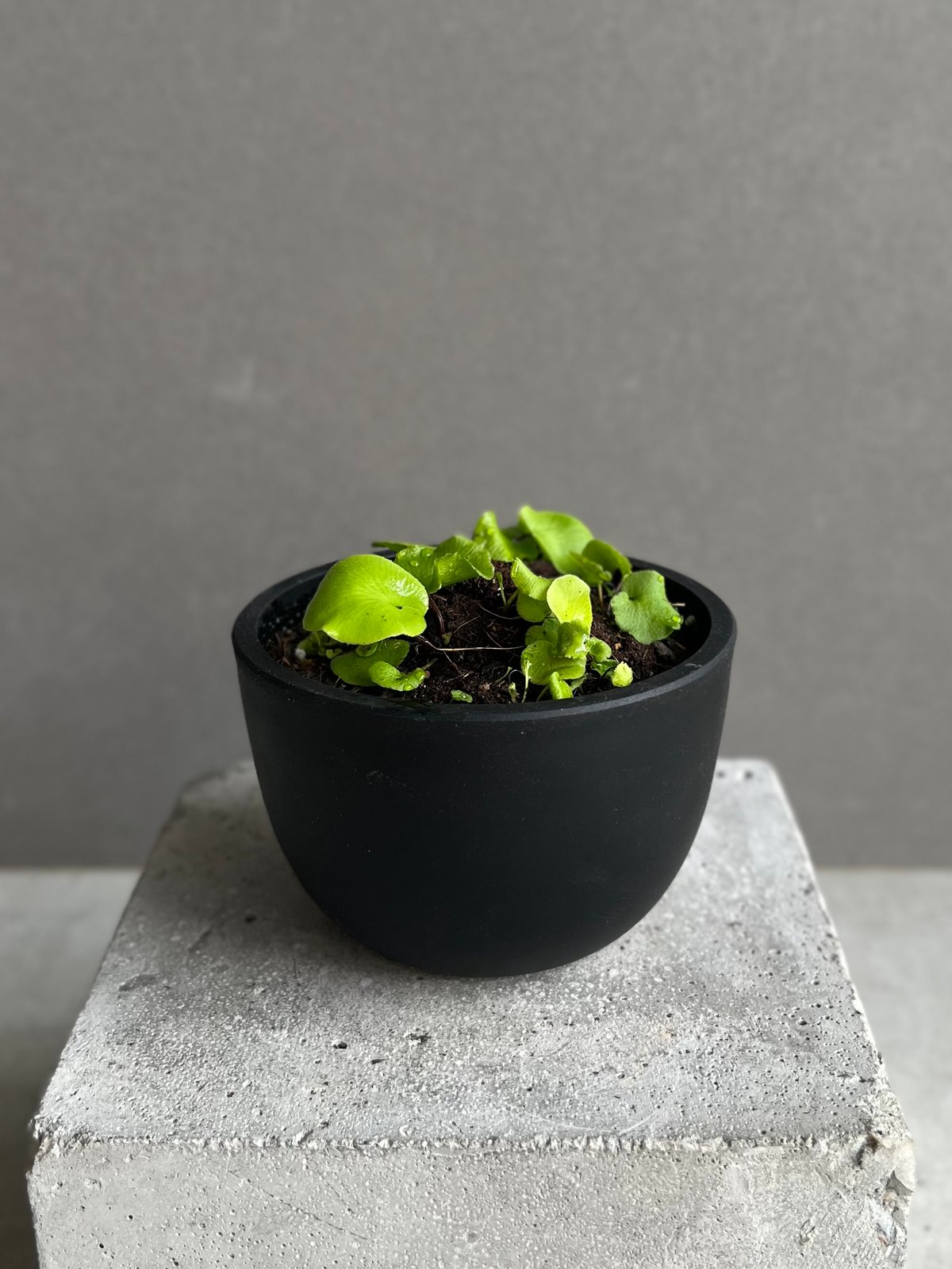 アスプレニウム デラバイ (フランチ) コペル 「Asplenium delavayi (Fr...